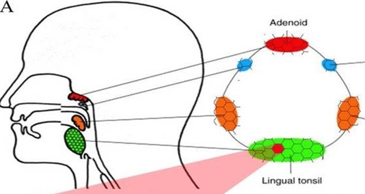 Tonsils: Close Scrutiny Can Pinpoint Disease and Raise Oral Health ...