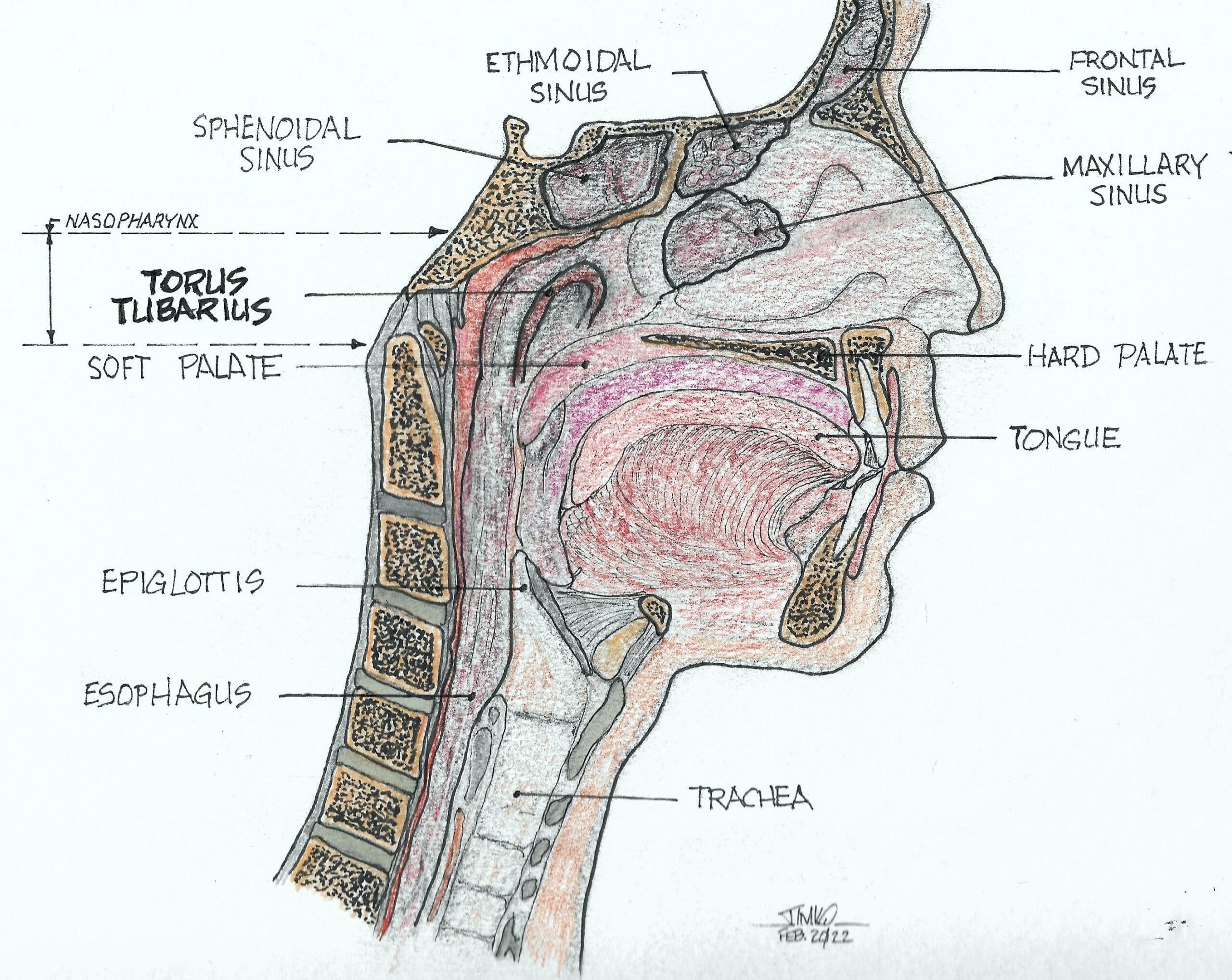 Saliva: The Miraculous Biofluid Aids Dental Patients' Battle Against ...