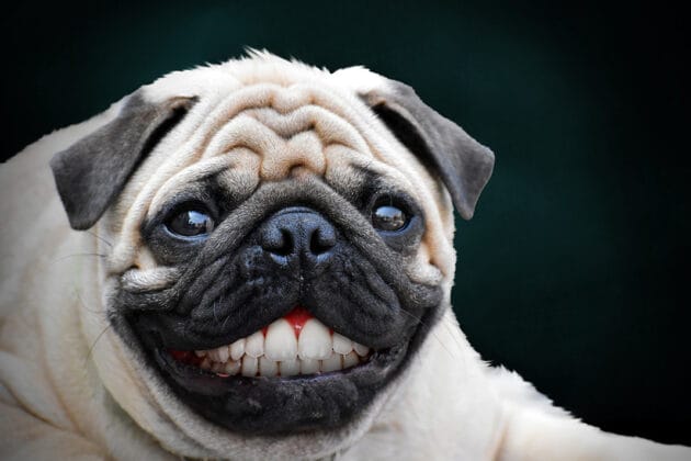 Fun Teeth Facts of Different Animals, Including Slugs! - Today's RDH