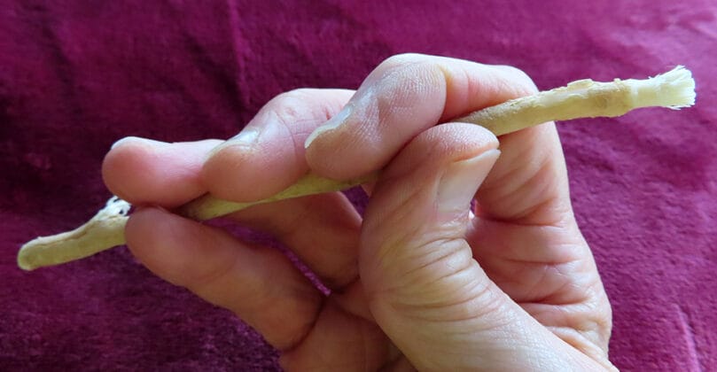 Miswak Chewing Sticks: Can Toothbrushes Grow on Trees? - Today's RDH