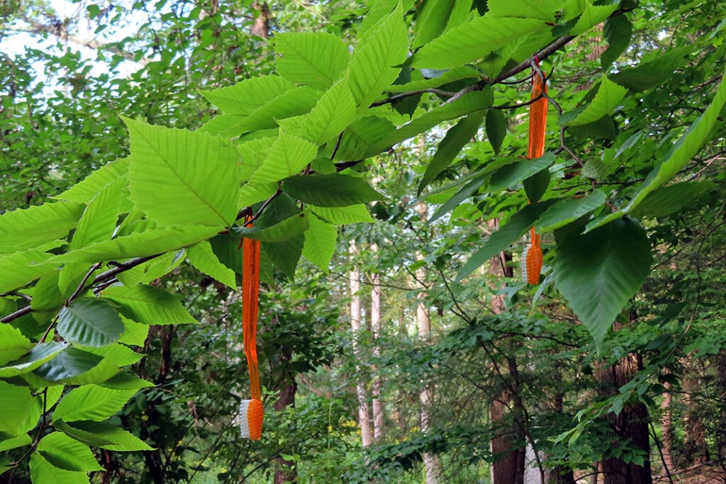 Miswak Chewing Sticks: Can Toothbrushes Grow on Trees? - Today's RDH