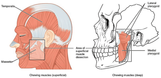Trismus: A Potential Complication of Administering Local Anesthesia ...